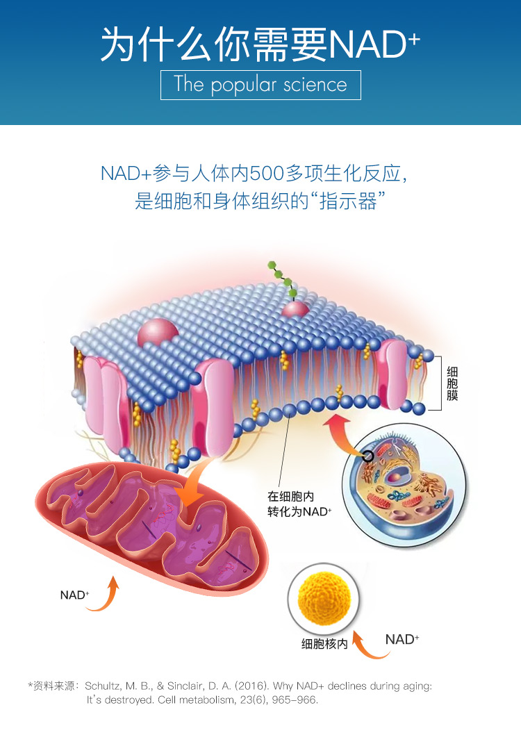 基因港 GeneHarbor NMN 臻能 nmn3000 β烟酰胺单核苷酸 GENAD+补充剂 - NMN中国