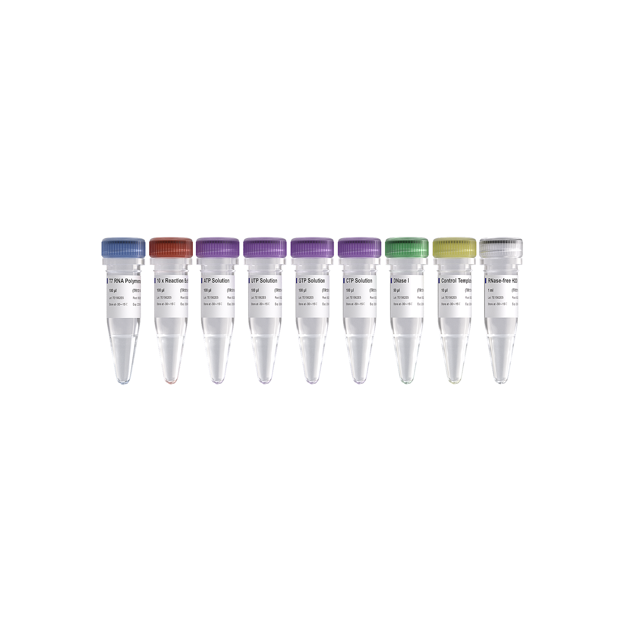 T7 High Yield RNA Transcription Kit - 诺唯赞